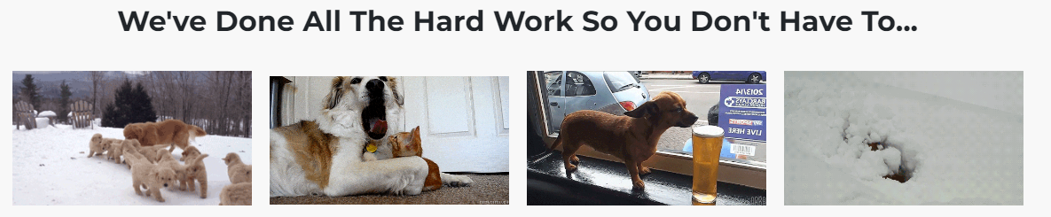 365 Viral Dog Videos [Unrestricted PLR] Review | Great For TikTok!